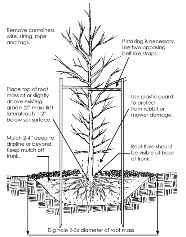 Ricks Garden Center | Tree and Shrub Planting Guide
