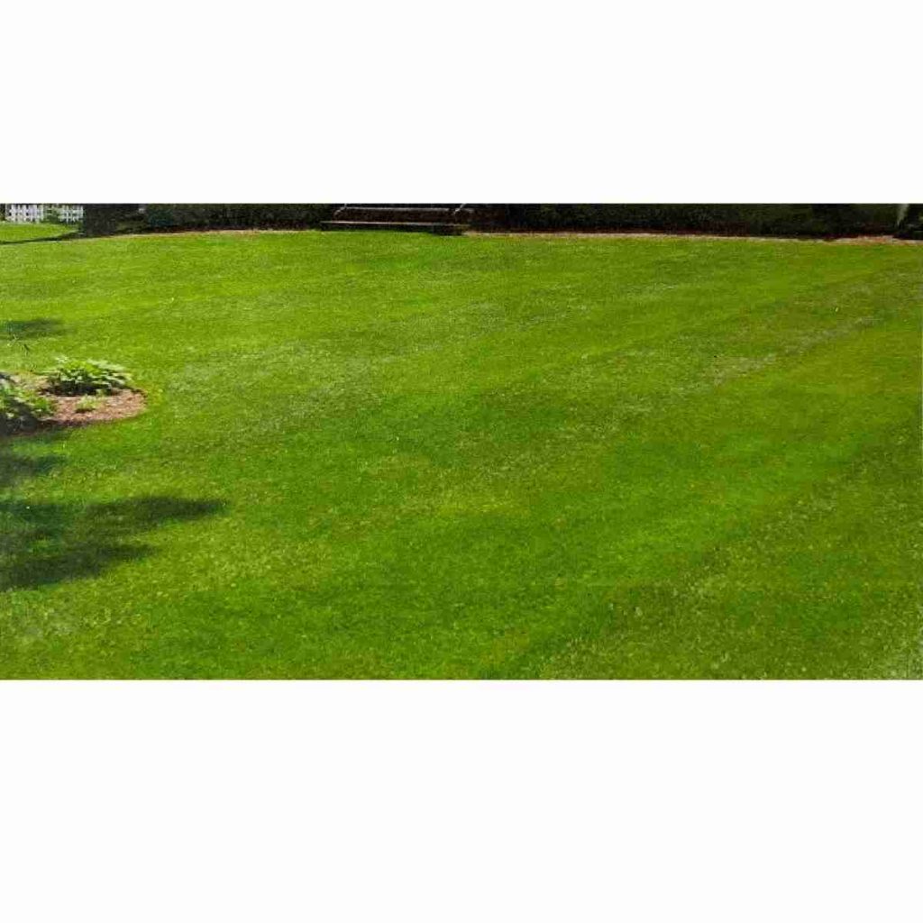 Ricks Garden Center | Bulk Tuff Turf Grass Seed 1lb