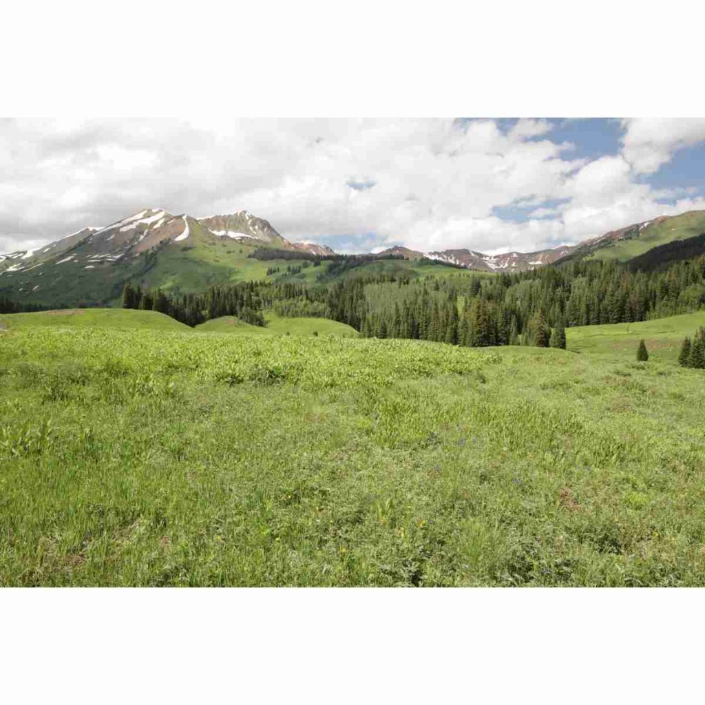 Ricks Garden Center | Bulk Rocky Mountain Native Mix Grass Seed AVS 1lb