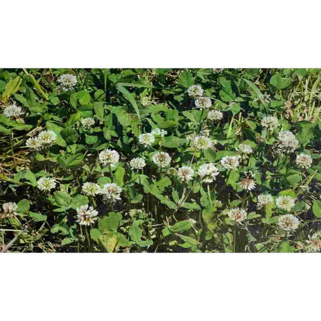 Ricks Garden Center | Bulk White Dutch Clover Seed 1lb
