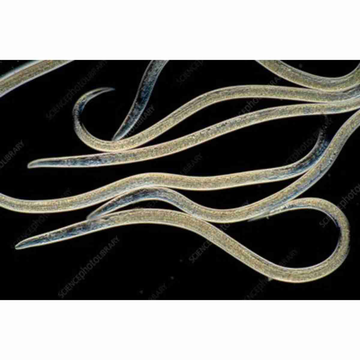 Ricks Garden Center | Nematode Powder Triple Blend Soil