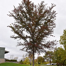 Ricks Garden Center | Frontier Elm #7