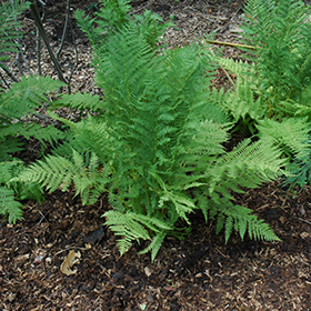 Ricks Garden Center | Lady Fern #2