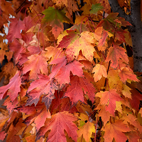 Ricks Garden Center | Armstrong Gold Maple #7