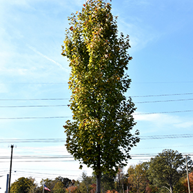 Ricks Garden Center | Armstrong Gold Maple #7