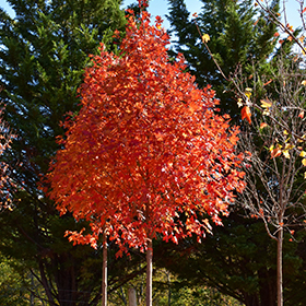 Ricks Garden Center | Flashfire Sugar Maple #7