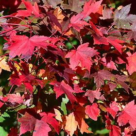 Ricks Garden Center | Redpointe Red Maple #10