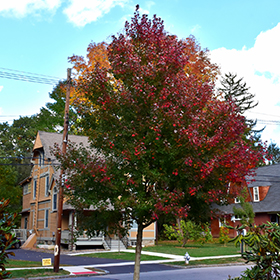 Ricks Garden Center | Redpointe Red Maple #10