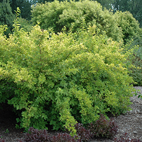 Ricks Garden Center | Lemon Candy Ninebark #5