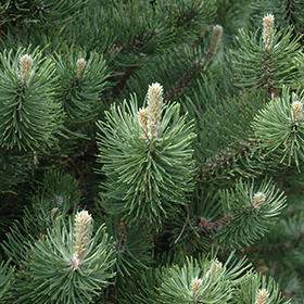 Ricks Garden Center | Oregon Green Austrian Pine #7