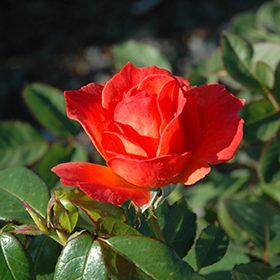 Ricks Garden Center | Livin’ Easy Rose #5