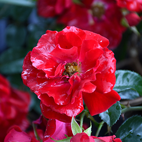 Ricks Garden Center | Red Ribbons Rose #5
