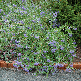 Ricks Garden Center | Blue Mist Caryopteris #5