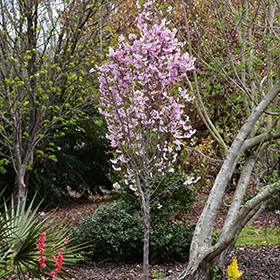 Ricks Garden Center | First Blush Flowering Cherry #7