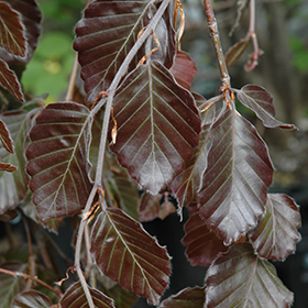 Ricks Garden Center | Purple Fountain Beech #5