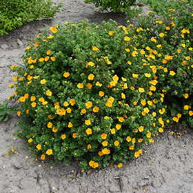 Ricks Garden Center | Mandarin Tango™ Potentilla #1