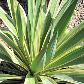 Ricks Garden Center | Yucca Color Guard #5