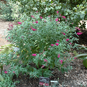 Ricks Garden Center | Miss Ruby Butterfly Bush #2
