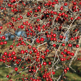 Ricks Garden Center | Russian Hawthorn #15