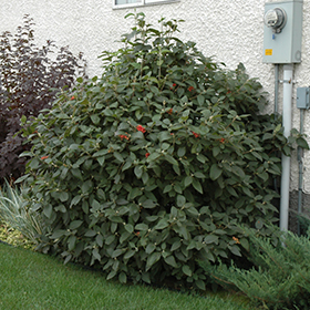 Ricks Garden Center | Mohican Viburnum #3