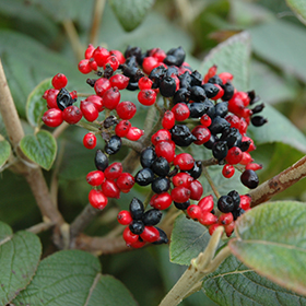 Ricks Garden Center | Mohican Viburnum #3