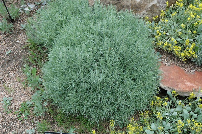 Ricks Garden Center | Rubber Rabbitbrush #2