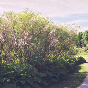 Ricks Garden Center | Coyote Willow #2