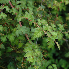 Ricks Garden Center | Cutleaf Stephanandra #2