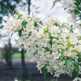 Ricks Garden Center | Snowdrift Flowering Crab #15