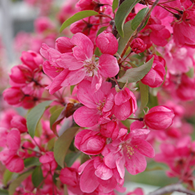 Ricks Garden Center | Radiant Flowering Crab #7