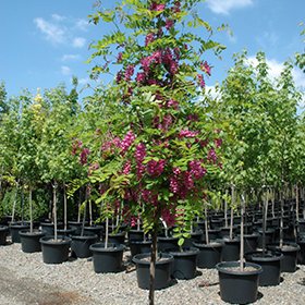 Ricks Garden Center | Purple Robe Locust #5