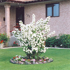 Ricks Garden Center | Minnesota Snowflake Mockorange #2