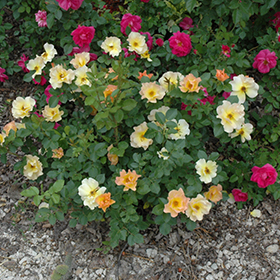 Ricks Garden Center | Morden Sunrise Rose #2