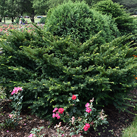 Ricks Garden Center | Morden Japanese Yew #5