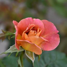 Ricks Garden Center | Rosie The Riveter Rose #3