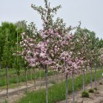 Ricks Garden Center | Prairie Rose Crabapple #10