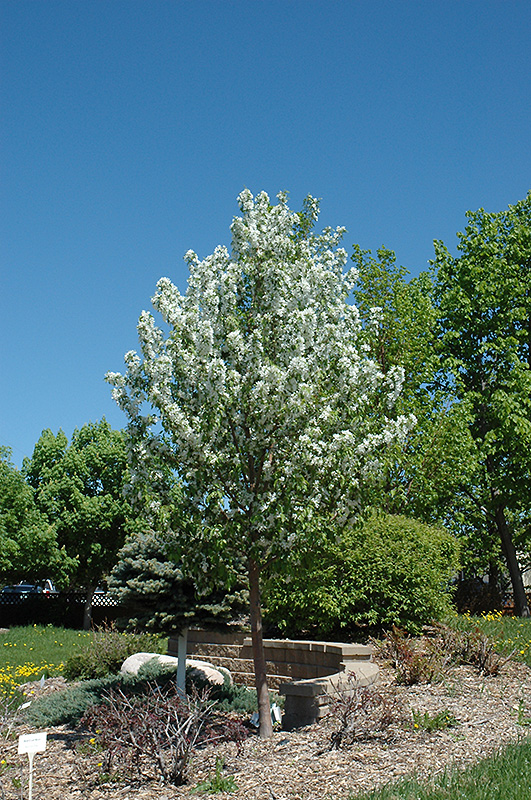Ricks Garden Center | Crabapple Starlite #20