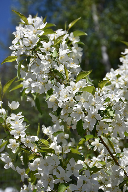 Ricks Garden Center | Crabapple Starlite #20