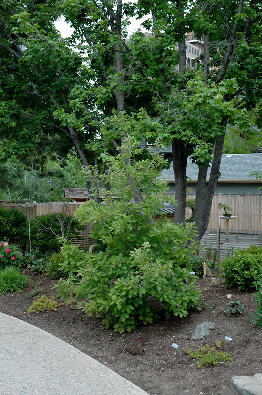 Ricks Garden Center | Gambel Oak #5