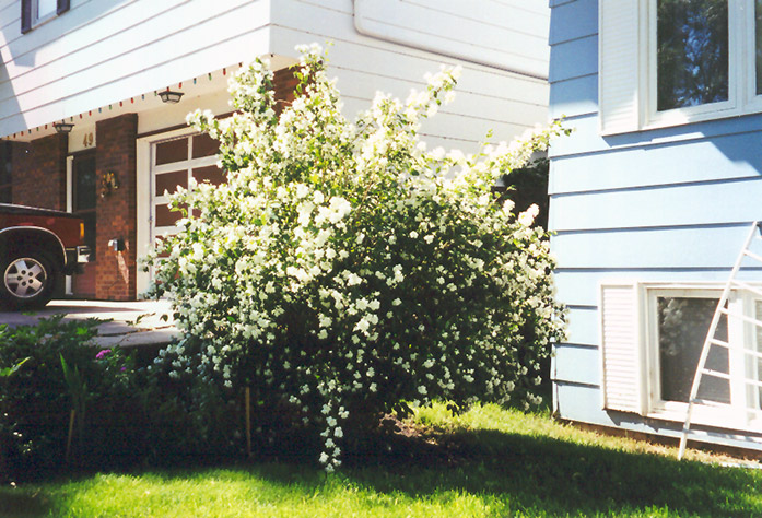 Ricks Garden Center | Cheyenne Mock Orange #1