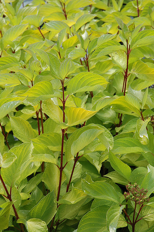 Ricks Garden Center | Dogwood Prairie Fire #2